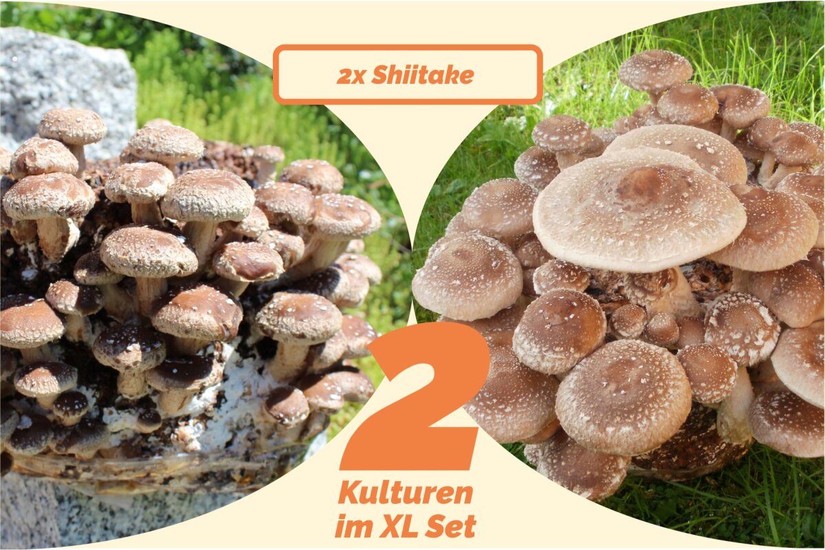 Pilze züchten - Pilzzuchtsets vom Profi | Pilzmännchen Shop