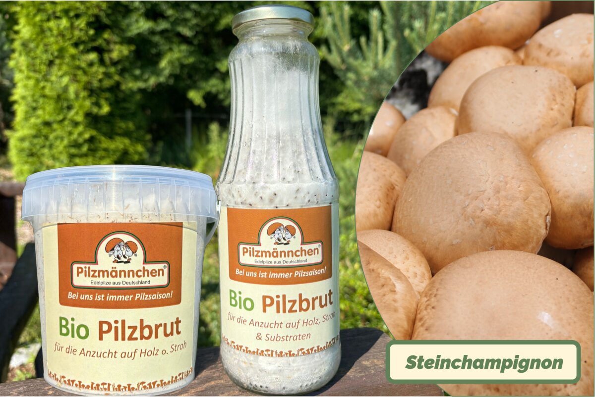 Pilzbrut Kaufen Baumarkt