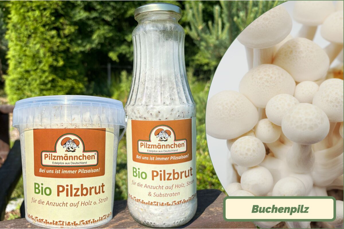 Pilzbrut Kaufen Baumarkt